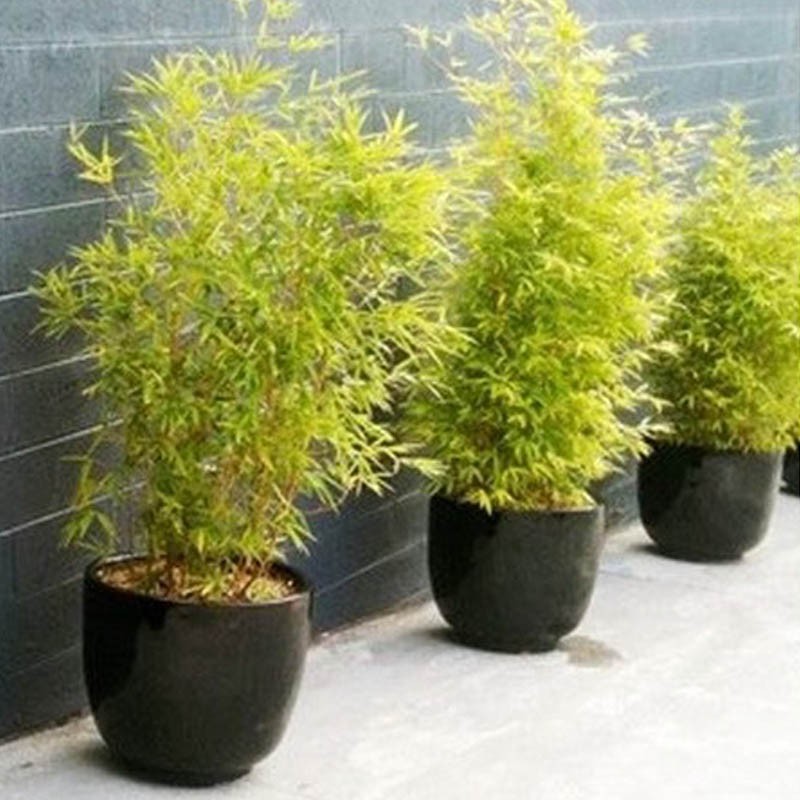 Jual Tanaman Hias Bambu Kuning Mini | Shopee Indonesia