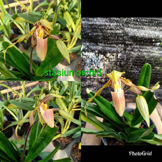 Jual anggrek paphiopedilum praestans barbigerum hirsutisimum dewasa per ...