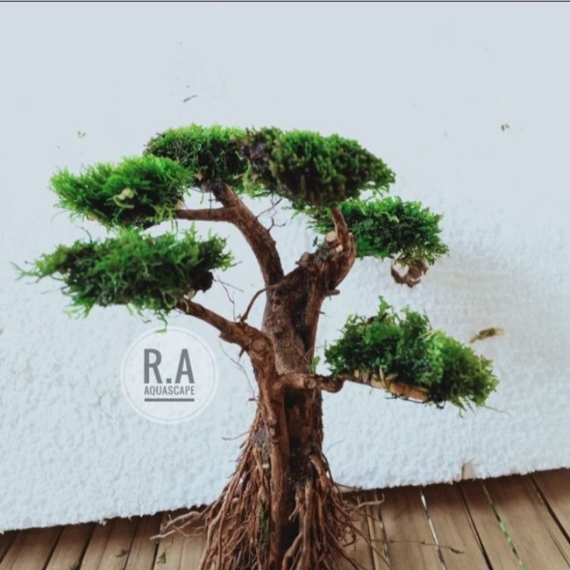 Jual pohon bonsai aquascape mini mos ricardia | Shopee Indonesia