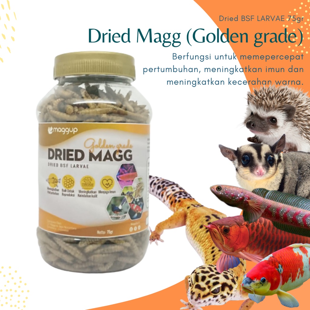 Jual [PROMO] DRIED MAGG Golden grade "MaggUp" maggot kering 75g ( Pakan ...