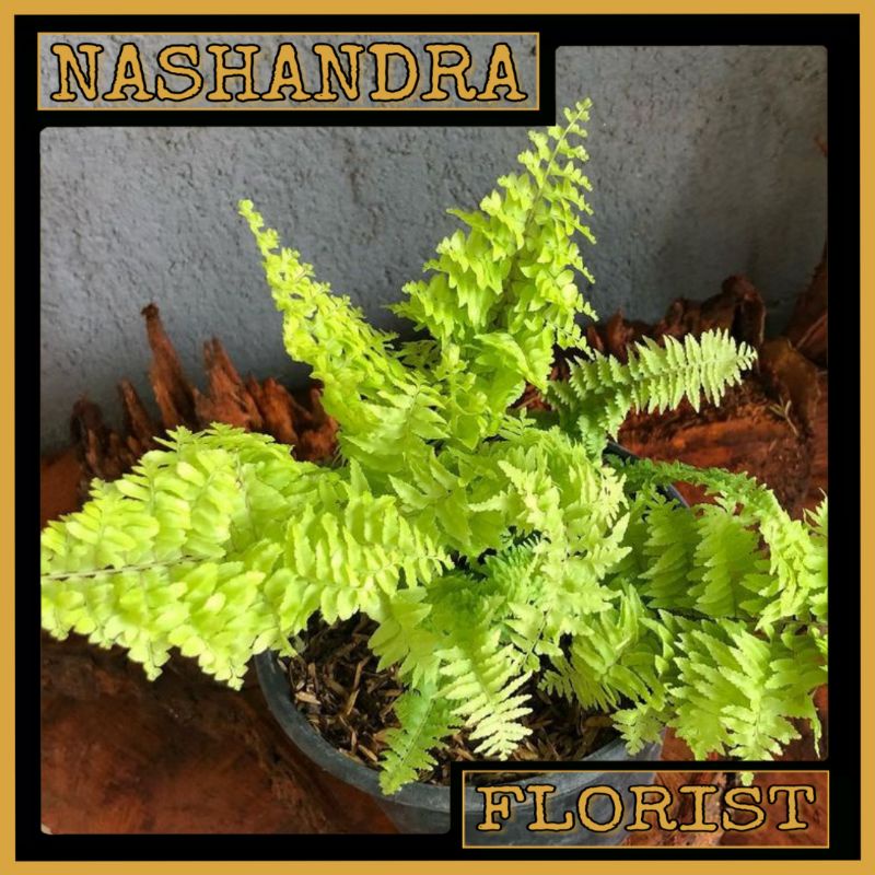 Jual Tanaman Hias Bunga Pakis Embun | Shopee Indonesia