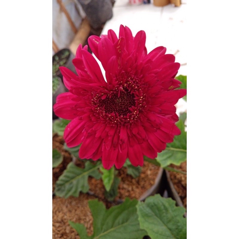 Jual Bibit Bunga Garbera Hibrid (dikirim dengan Media tanam) | Shopee ...