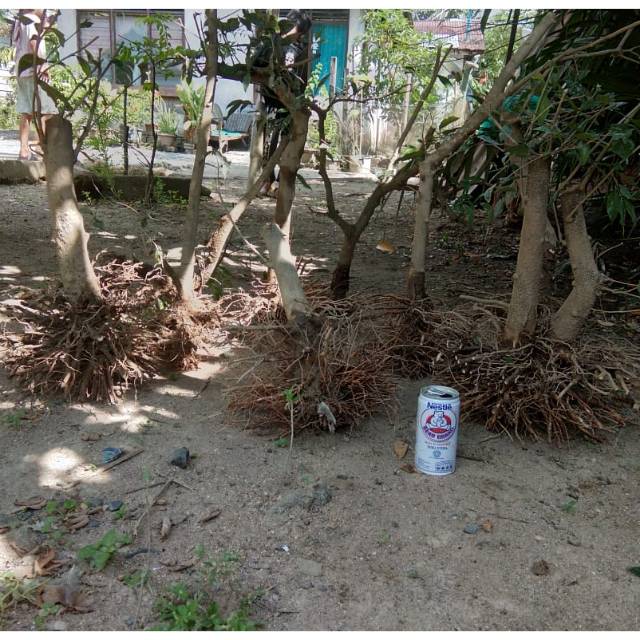 Jual Tanaman bonsai anting Putri Jasmine Water sudah berakar Ukuran ...