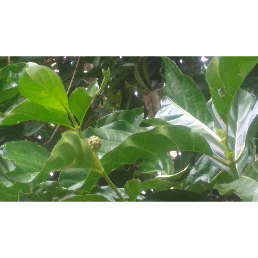 Jual DAUN PACE/DAUN MENGKUDU/DAUN MENGKUDU SEGAR | Shopee Indonesia