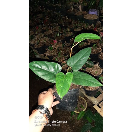 Jual philo green emerald philodendron pilo langka | Shopee Indonesia