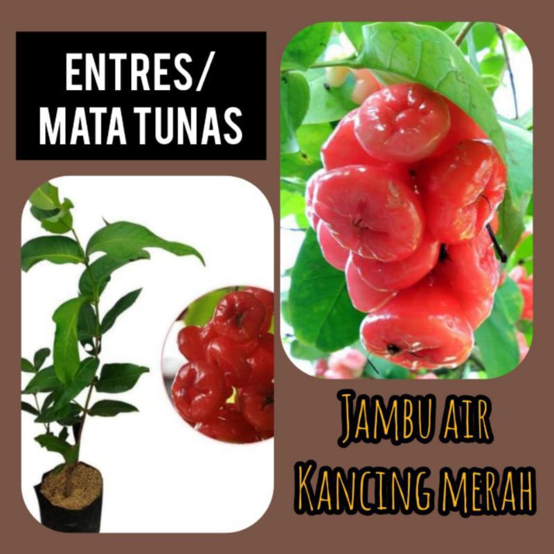 Jual entres jambu kancing and trees pucuk batang tanaman untuk stek ...