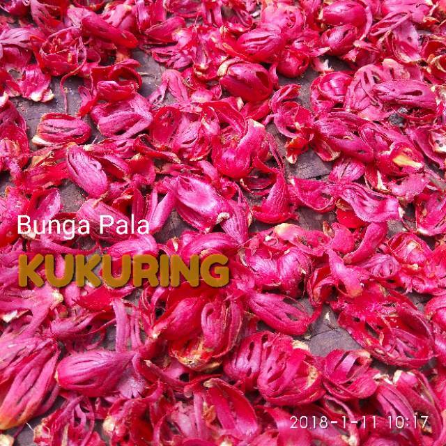 Jual KUKURING 25gr Bunga pala / Sempra / Puli Kering | Shopee Indonesia