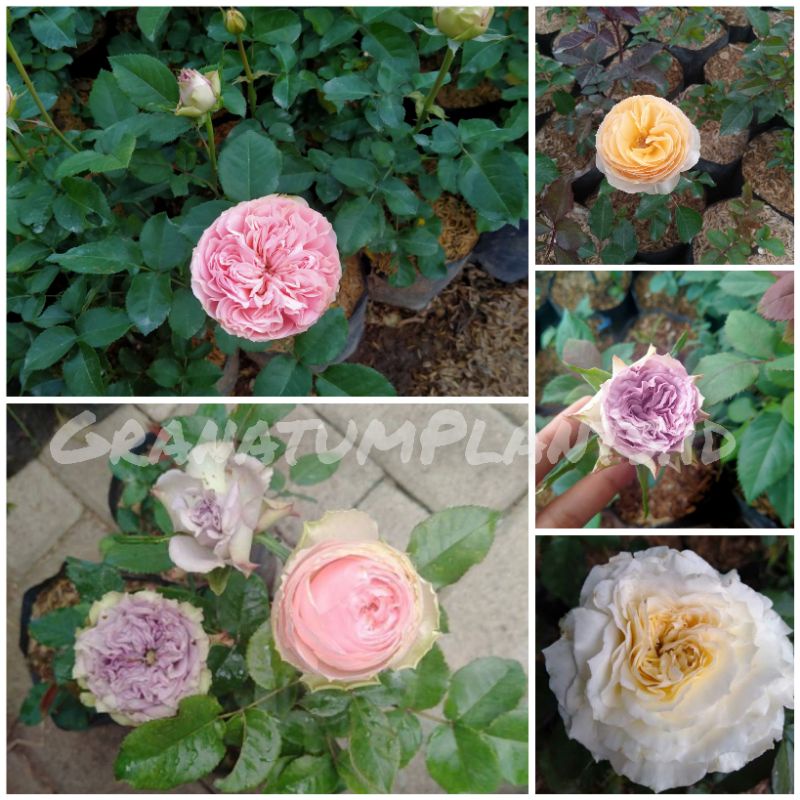 Jual PAKET 3 MAWAR IMPORT ( DOLCETTO , DE JHON , DAVID AUSTIN , DOUBLE ...