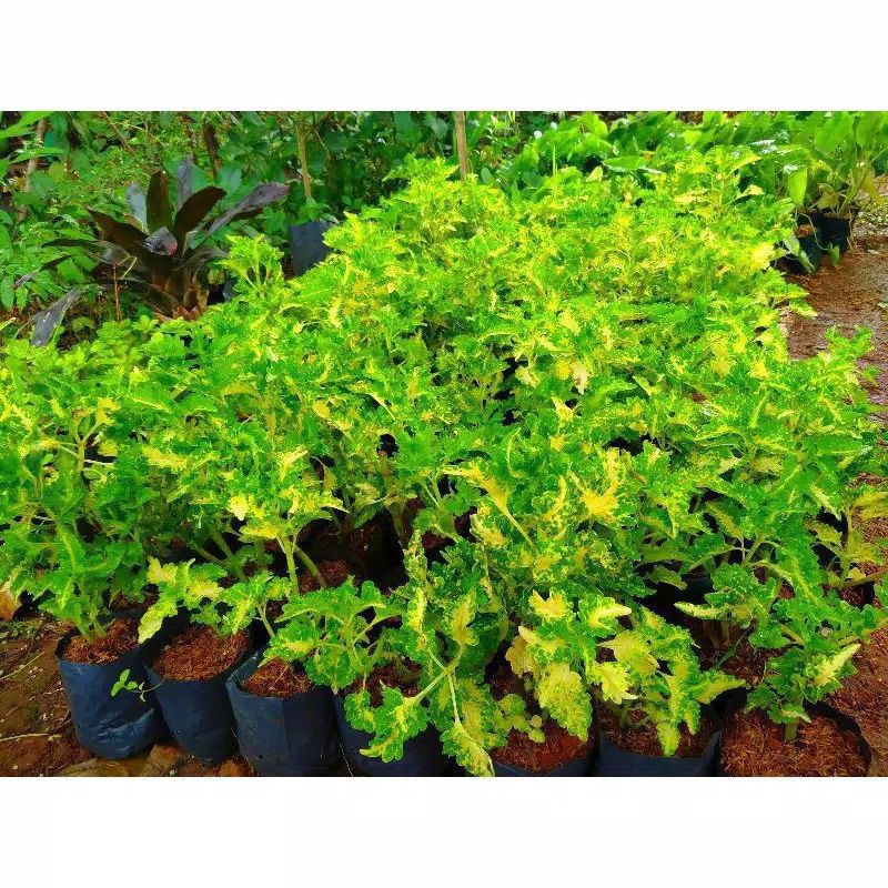 Jual POHON MIANA BATIK KERITING ( TANAMAN HIAS ) | Shopee Indonesia