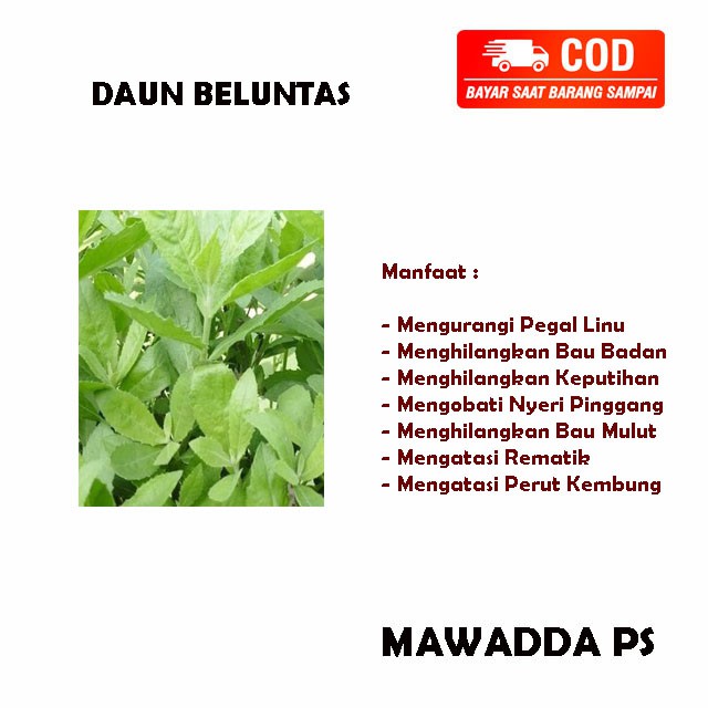Jual Daun Herbal Beluntas Luntas Lontas Segar Kemasan 100 Gram | Shopee ...