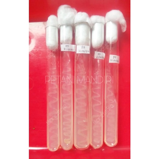 Jual ISOLAT PSEUDOMONAS FLUORESCENS F0 | BAKTERI PSEUDOMONAS ...