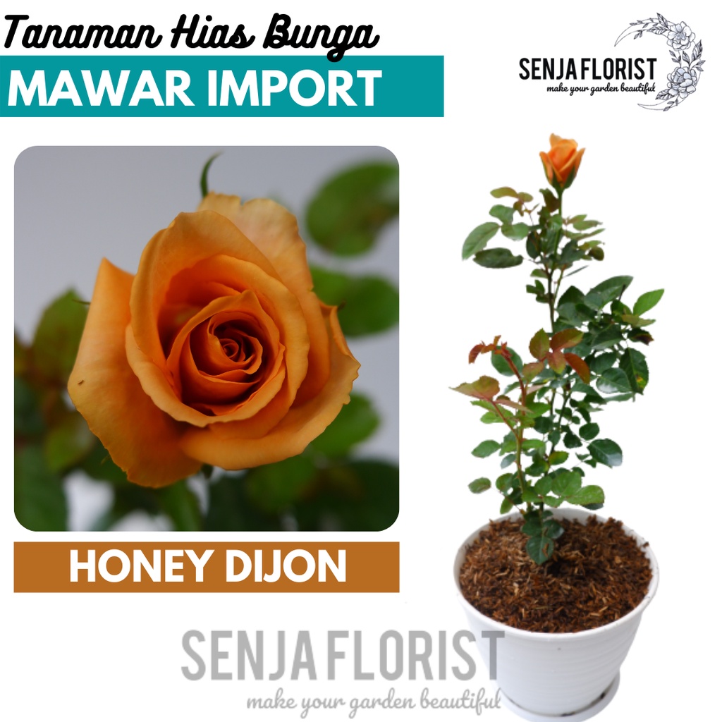 Jual Tanaman Hias Bunga Mawar Import Kuncup / Berbunga - Bisa Pilih ...