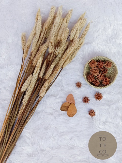 Jual Bunga kering boroco / flower dried (per tangkai) | Shopee Indonesia
