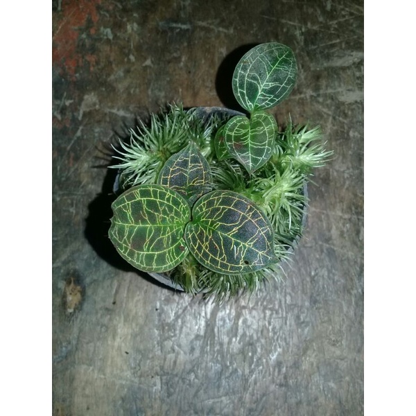 Jual anggrek tanah mini Jewel orchid petola hijau | Shopee Indonesia