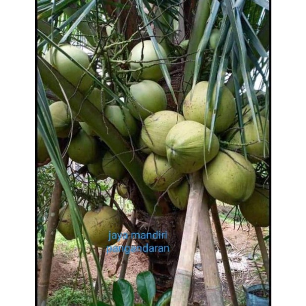 Jual bibit kelapa genjah entok 3-4 thn sudah berbuah | Shopee Indonesia