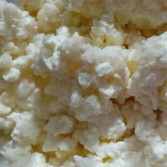 Jual Bibit Kefir ASLI / ORIGINAL / Milk Kefir Grains / Kefir Grains ...