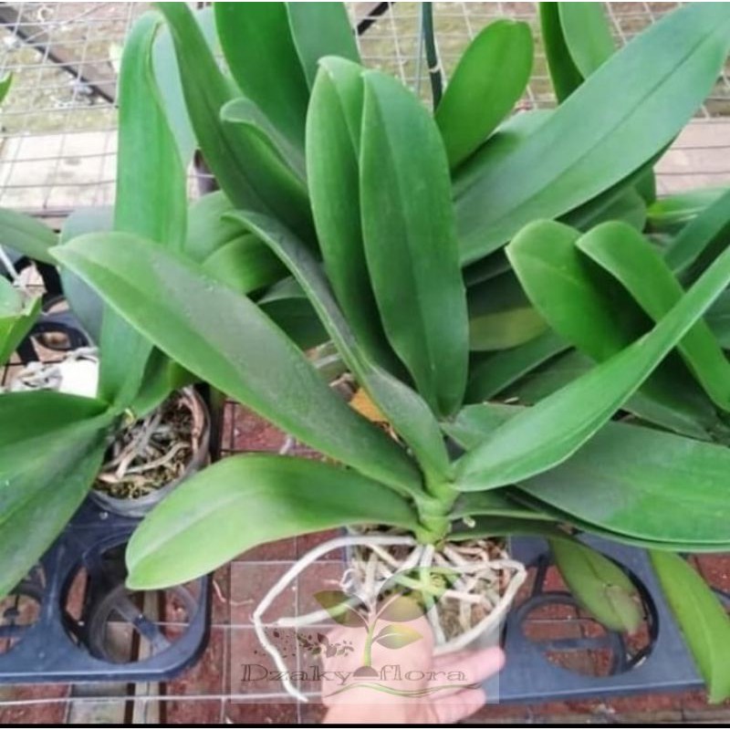 Jual NEW! bibit bunga anggrek bulan bunga putih dewasa dan jumbo ...