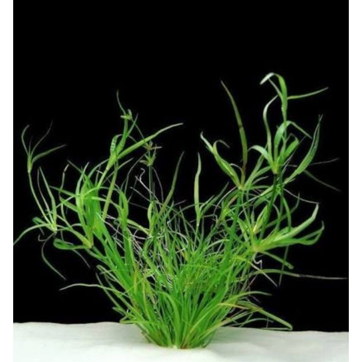 Jual Tanaman Akuarium Rumput Air Juncus Repens | Shopee Indonesia