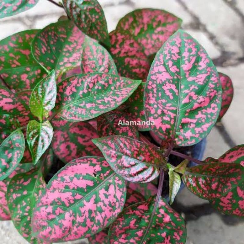 Jual Tanaman hias hipotes daun pink - tanaman daun hias | Shopee Indonesia