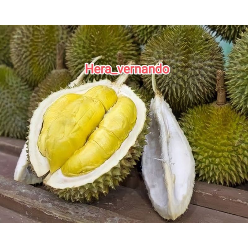 Jual Bibit Durian Monthong Thailand Super Jumbo | Shopee Indonesia