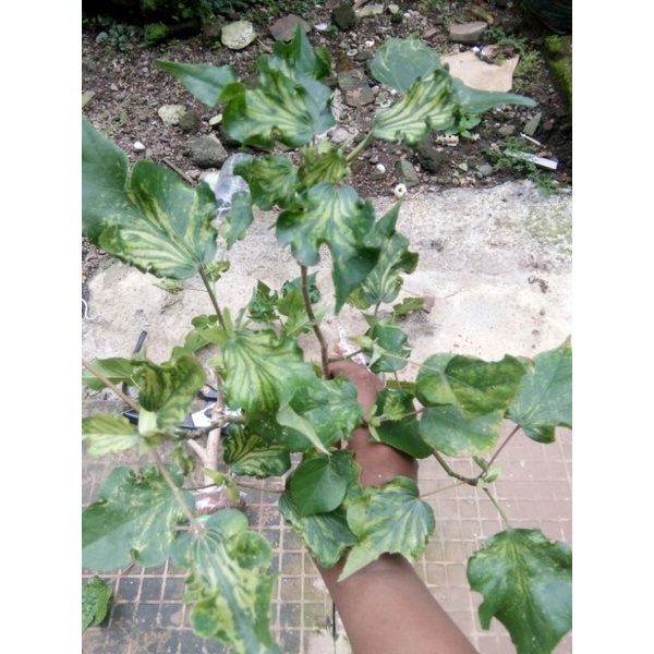 Jual WARU WAYANG LOSS PUCUK | Shopee Indonesia