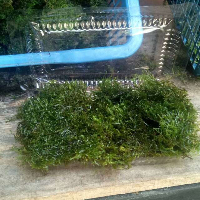 Jual Ricardia porsi mika karpet/ pohon /pot /bunga / bonsai / tanaman ...