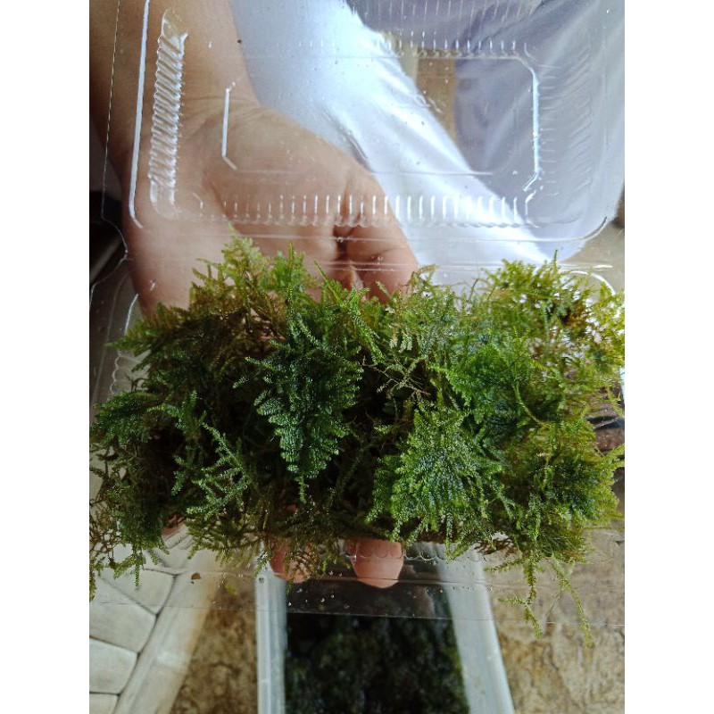 Jual mos christmas mos aquascape | Shopee Indonesia