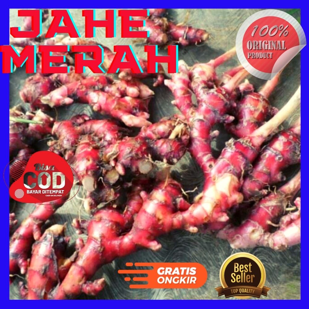 Jual jahe merah 1kg jahe merah bibit jahe merah 1kg bibit jahe merah ... Jual jahe merah 1kg jahe merah bibit jahe merah 1kg bibit jahe merah ...