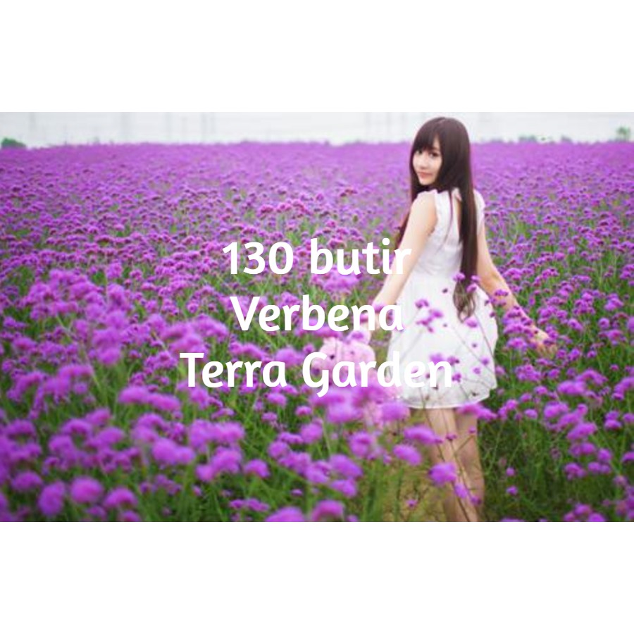 Jual Benih Bunga Biji Verbena officinalis Common Verbena 130 Seeds ...