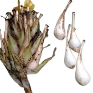 Jual Buah Marasi Terlengkap & Harga Terbaru Maret 2026 | Shopee Indonesia