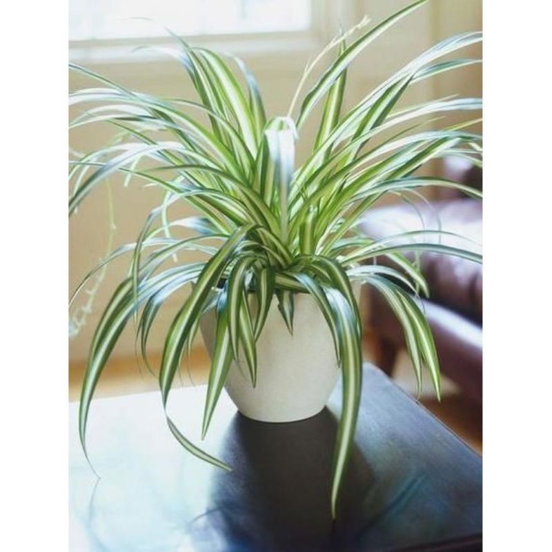 Jual tanaman hias lili paris hawai spider plant / lily paris spider ...