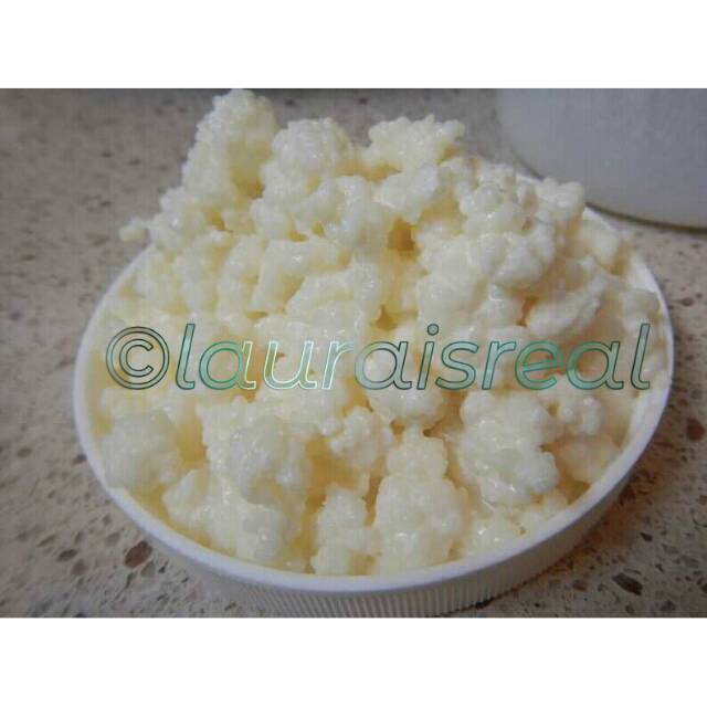 Jual Bibit kefir grains asli 50 gram (dijamin asli 100%, bukan starter ...