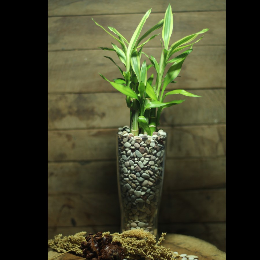 Jual paket tanaman mini lucky bamboo dekorasi ruangan rumah tanaman ...