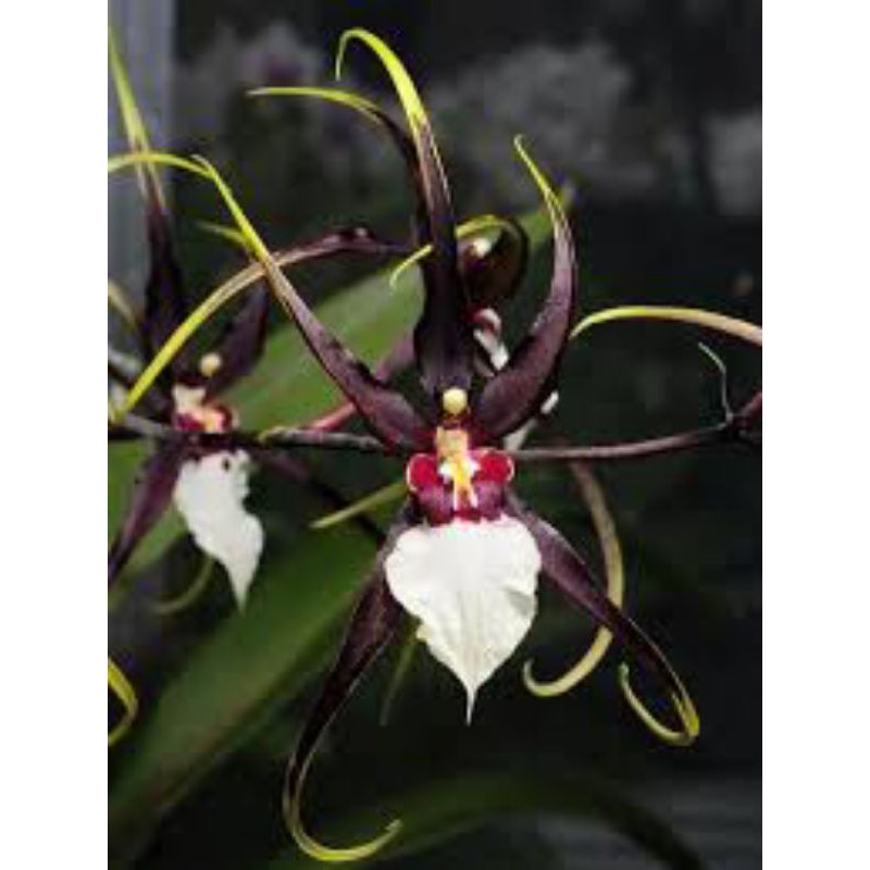 Jual Anggrek Oncidium Kenneth Bivens Santa Barbara | Shopee Indonesia