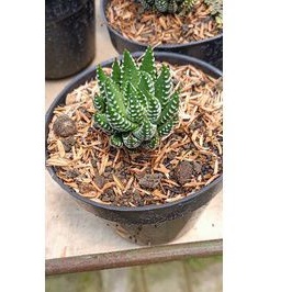 Jual Sukulen Haworthia | Haworthia Zebra | Shopee Indonesia