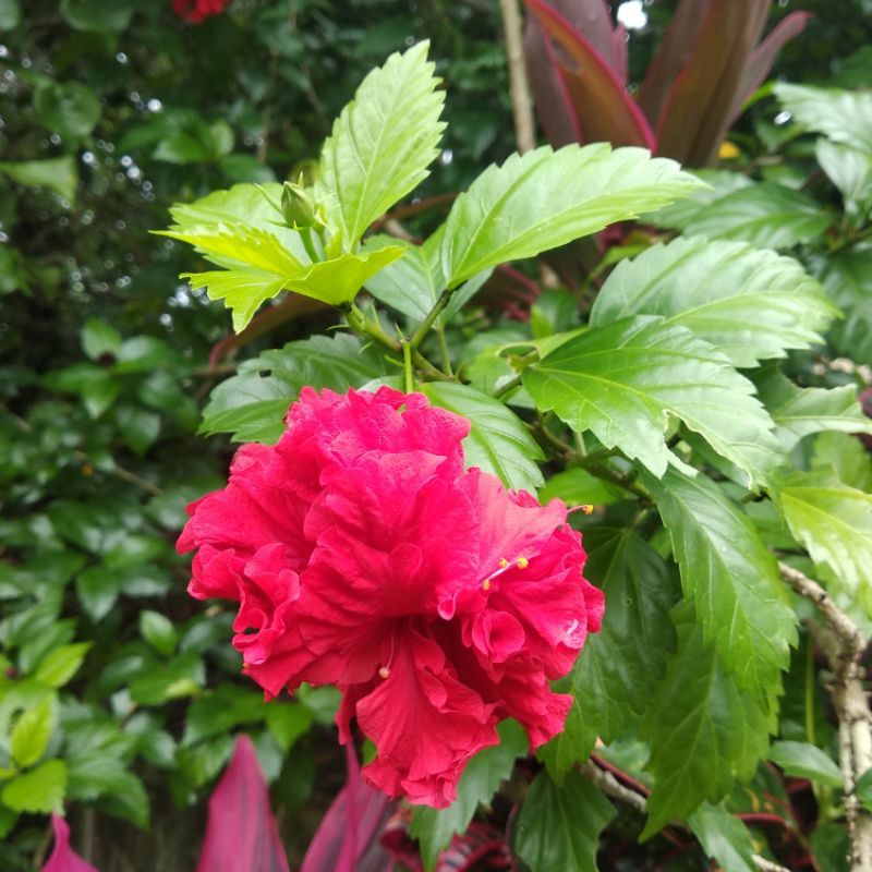 Jual Tanaman Hias Bunga Sepatu Tumpuk (Merah) | Shopee Indonesia