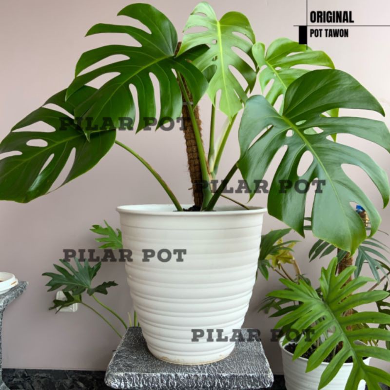 Jual POT BUNGA TANAMAN TINGGI TAWON PIRUS PUTIH 30 CM ORIGINAL BUDI ...