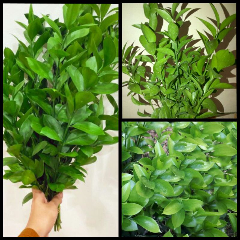 Jual Bunga potong Ruskus | Daun Potong Ruskus Segar ( 1 ikat 10 batang ...
