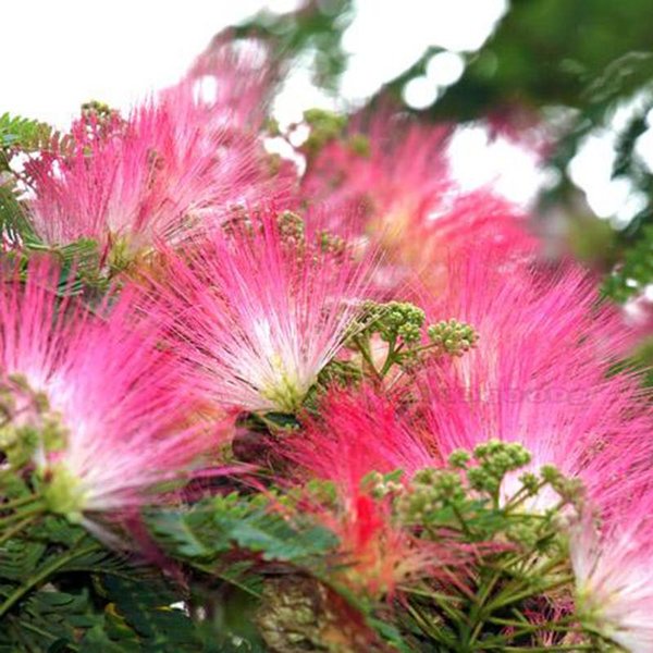 Jual Kedai Benih Bibit Bunga Albizia Trembesi ~ 5 Gram | Shopee Indonesia