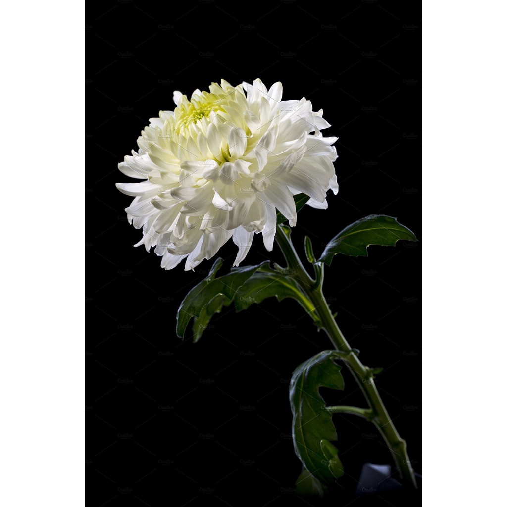 Jual Bunga Krisan Putih per ikat (10-12 tangkai) | Shopee Indonesia