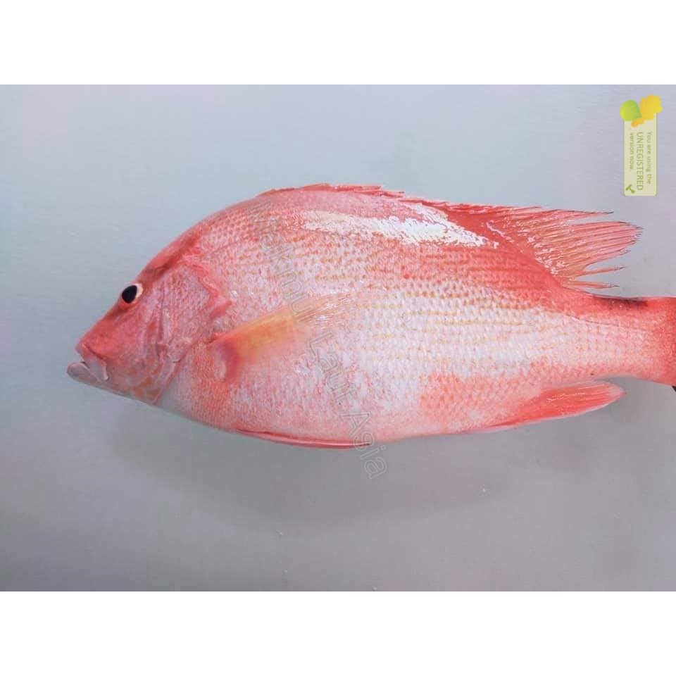 Jual Ikan Kakap Merah Segar/ Kakap Merah Fresh Hasil Laut Segar ...
