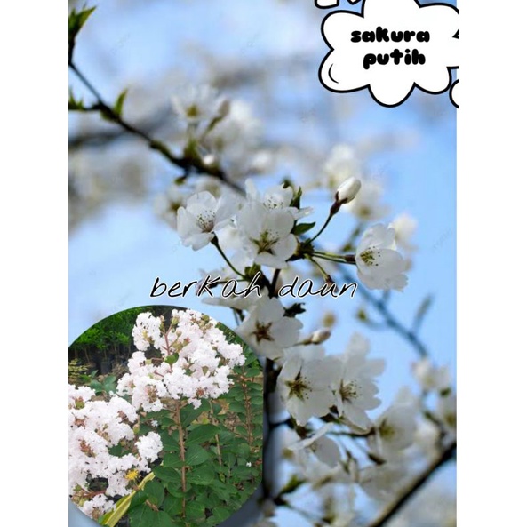 Jual bunga sakura Putih bibit berkualitas sdh berakar | Shopee Indonesia