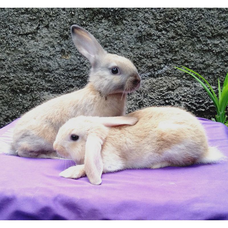 Jual Kelinci lokal anakan sepasang (minus). | Shopee Indonesia