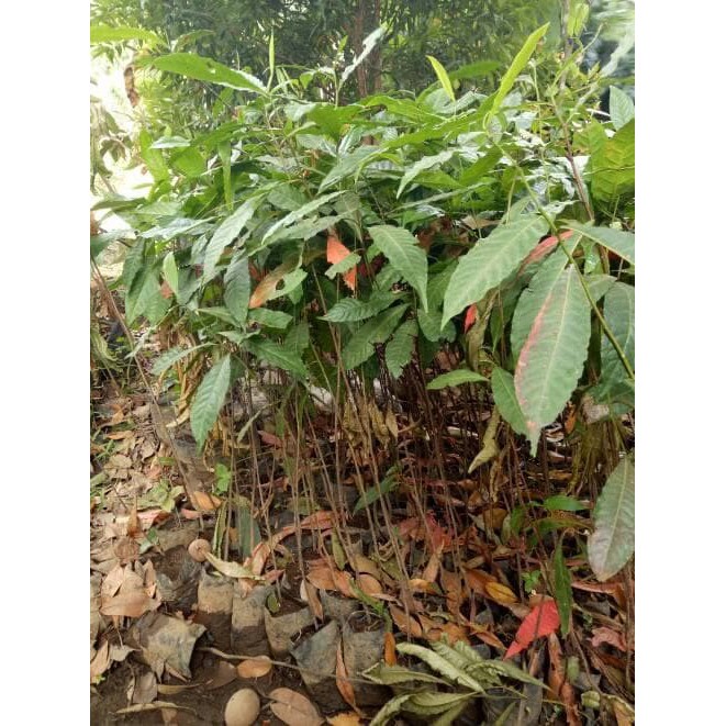 Jual Bibit Tanaman Pohon Kayu Jenitri Genitri Super | Shopee Indonesia