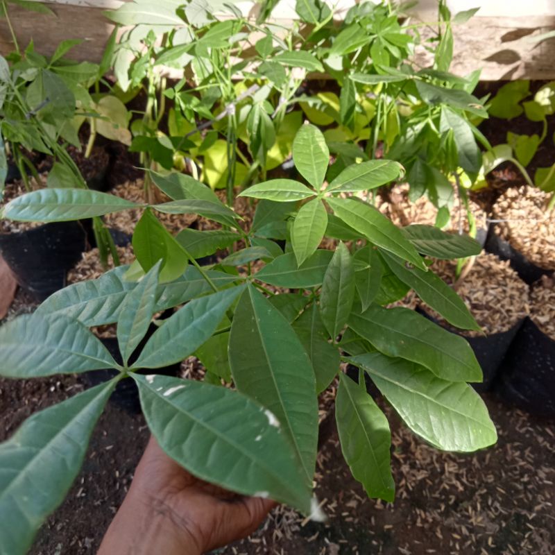 Jual Tanaman Hias Pohon Duit/Money Tree/Tanaman Hias Pacira | Shopee ...