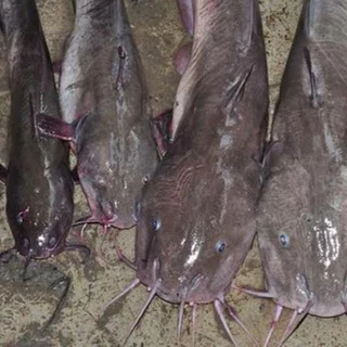 Jual Ikan Sembilang Terlengkap & Harga Terbaru Maret 2025 | Shopee ...