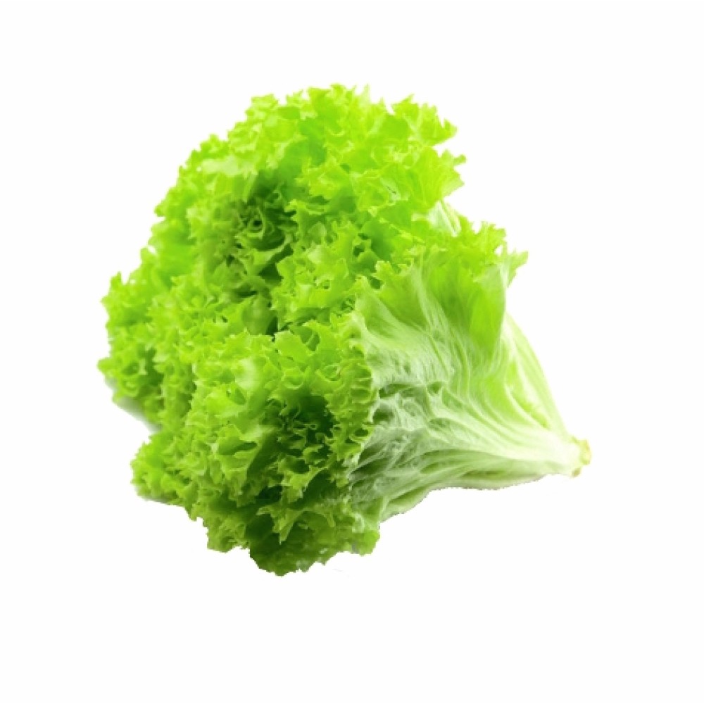 Jual Selada Hidroponik 100gr | Shopee Indonesia