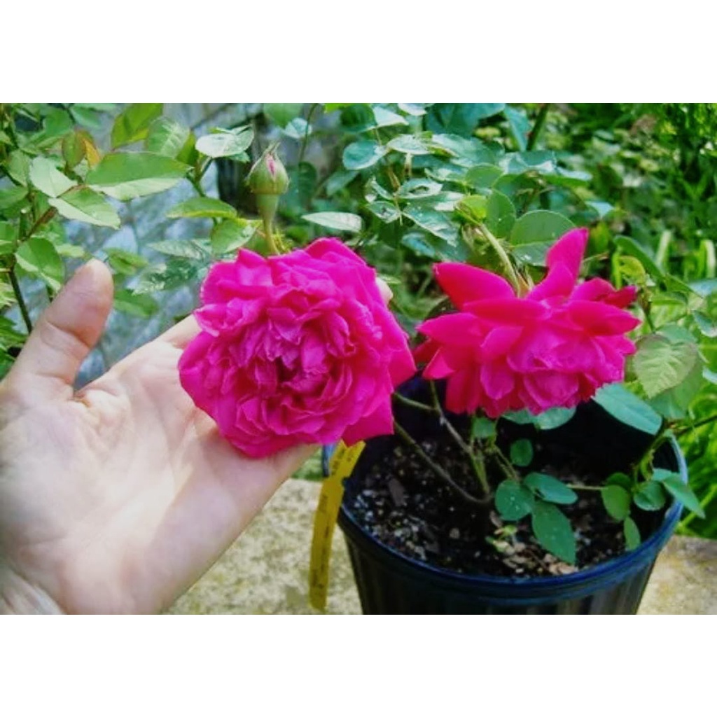 Jual tanaman hias bunga mawar import magie rose wangi | Shopee Indonesia