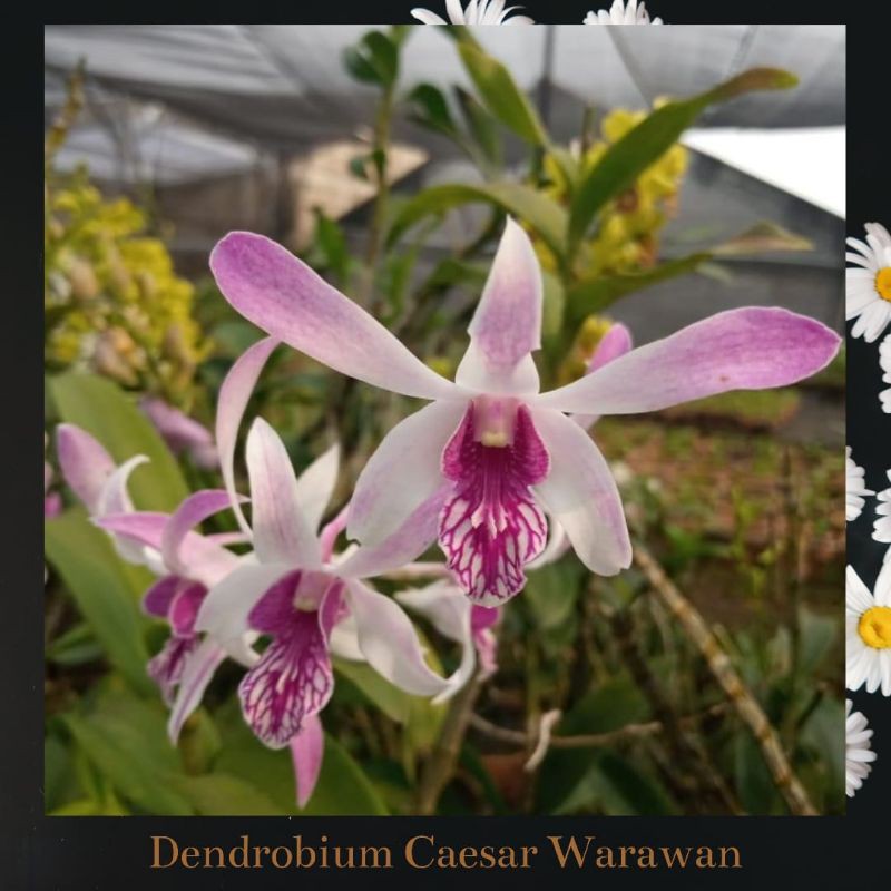 Jual Dendrobium Caesar Warawan (R) | Shopee Indonesia