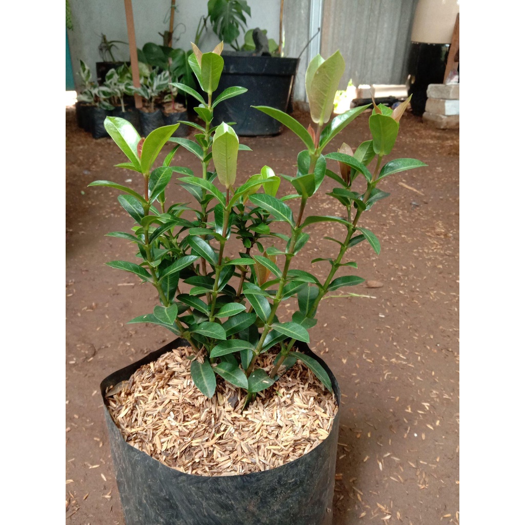 Jual tanaman hias asoka india / pohon asoka india / tanaman bunga merah ...